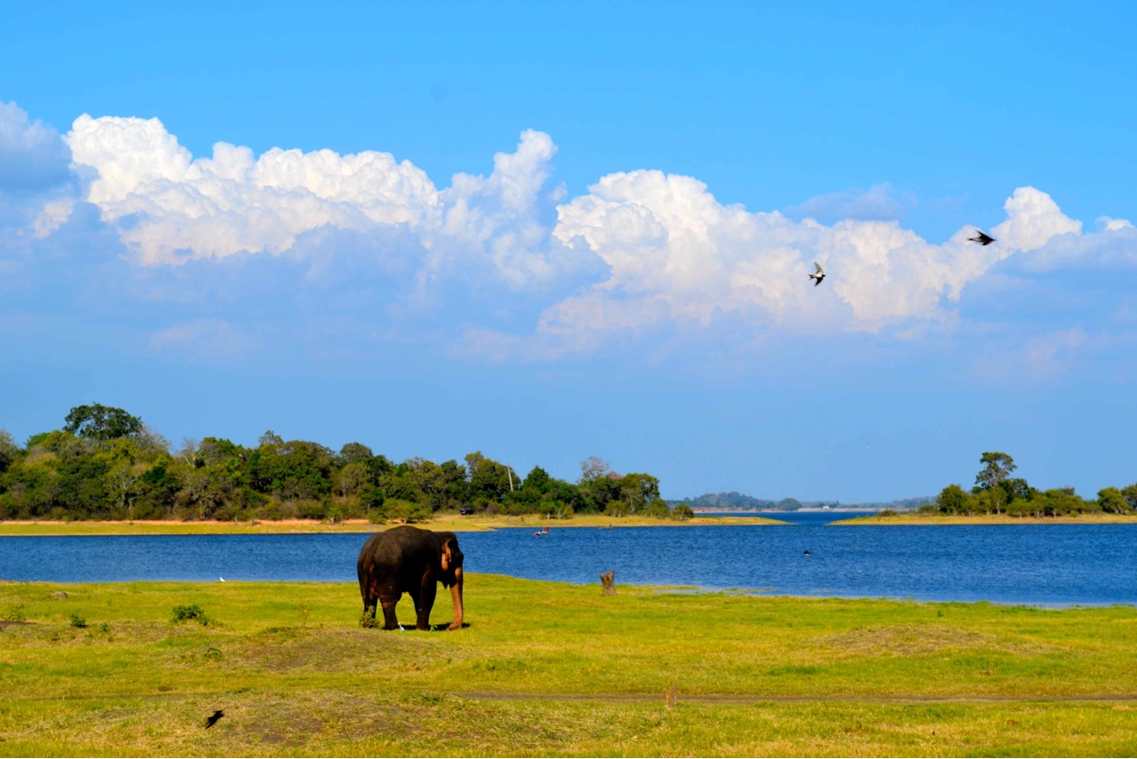 Coca-Cola and Sri Lankan Water Stories - Vesess » Vesess